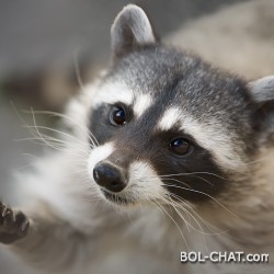 BOL-Chat | Dopisivanje | Upoznavanje | Balkan | Pricaonica | Poznanstva ...